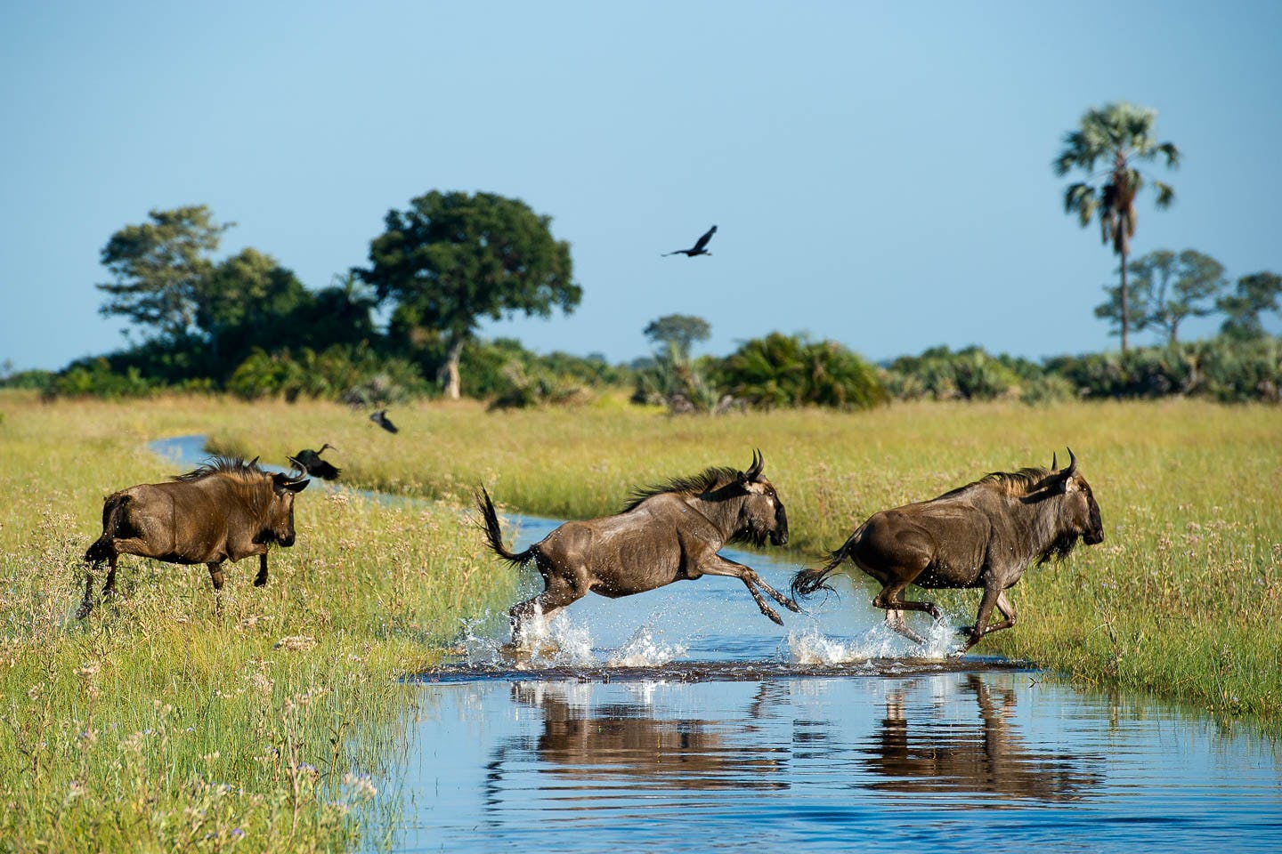 Best time to visit Botswana for a Safari - Africa Safari Tours