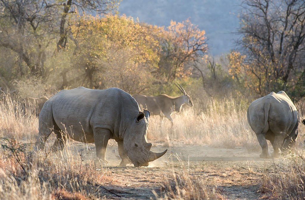 Mokolodi Nature Reserve Botswana - Africa Safari Tours