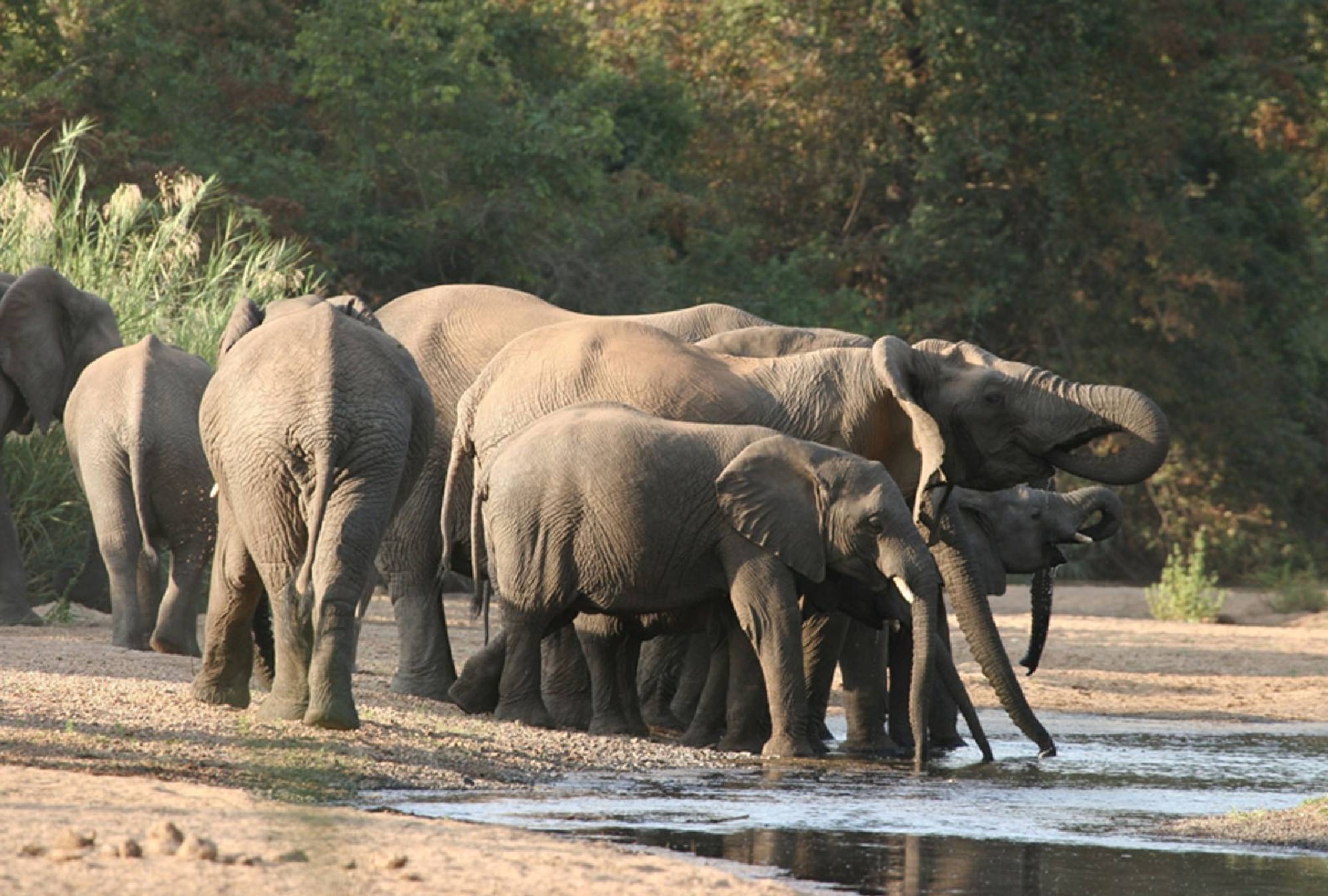 10 Days Zimbabwe, Zambezi & Victoria falls Safari
