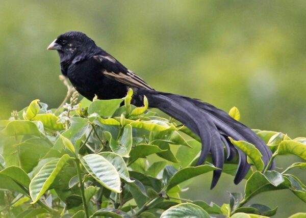 Birding in Kenya - Best Time, Birding Trips and Birdwatching Tours